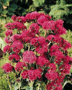 Ageratum Red Sea 500 seeds | eBay