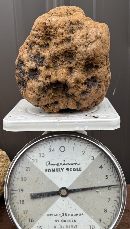 Fossilized Indiana Geode Quartz Crystal Whole Agate crinoid calyx 5.75 ...