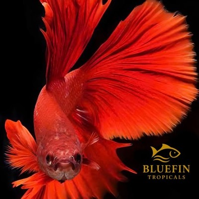 Premium Live Betta Fish Halfmoon HM Super Red Chili – USA Seller | eBay