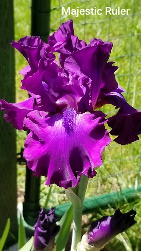 Tall Bearded Iris- "Majestic Ruler". Combined Shipping + Bonus, Pre Sales | eBay