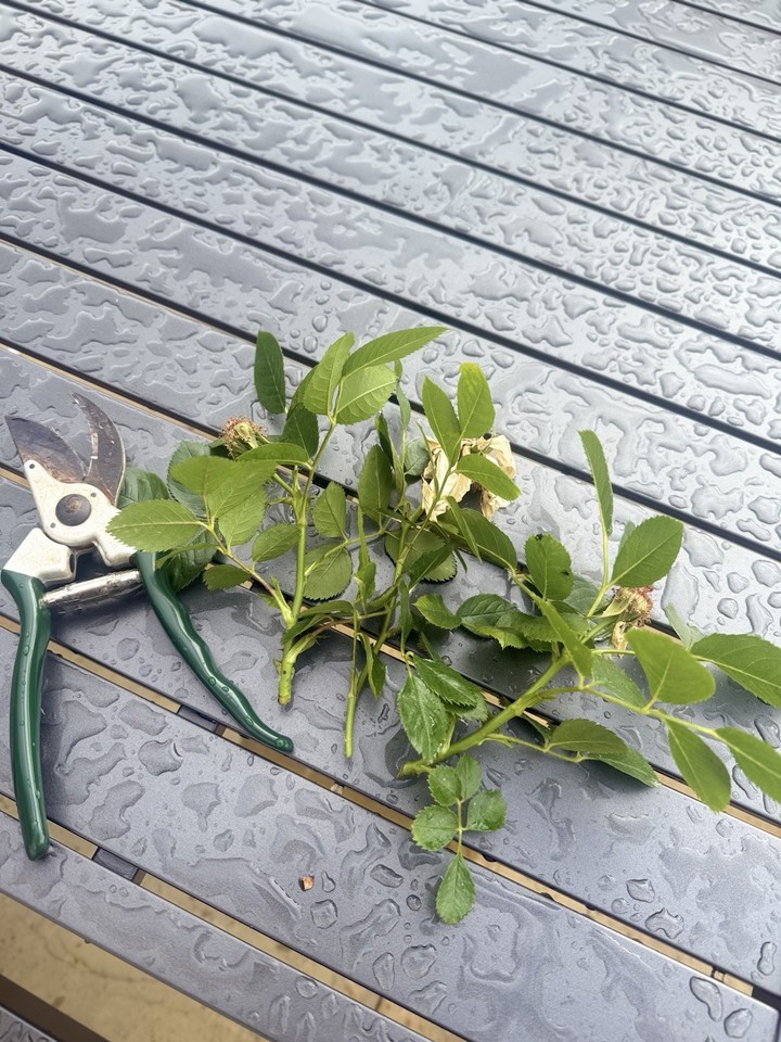 Rose Black Magic Unrooted Cuttings | eBay UK
