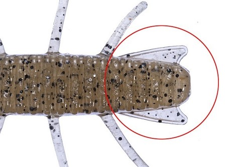 Osp Hp Bug 1.5 Inch American White Hilo W-060 Eco Certified Product | eBay