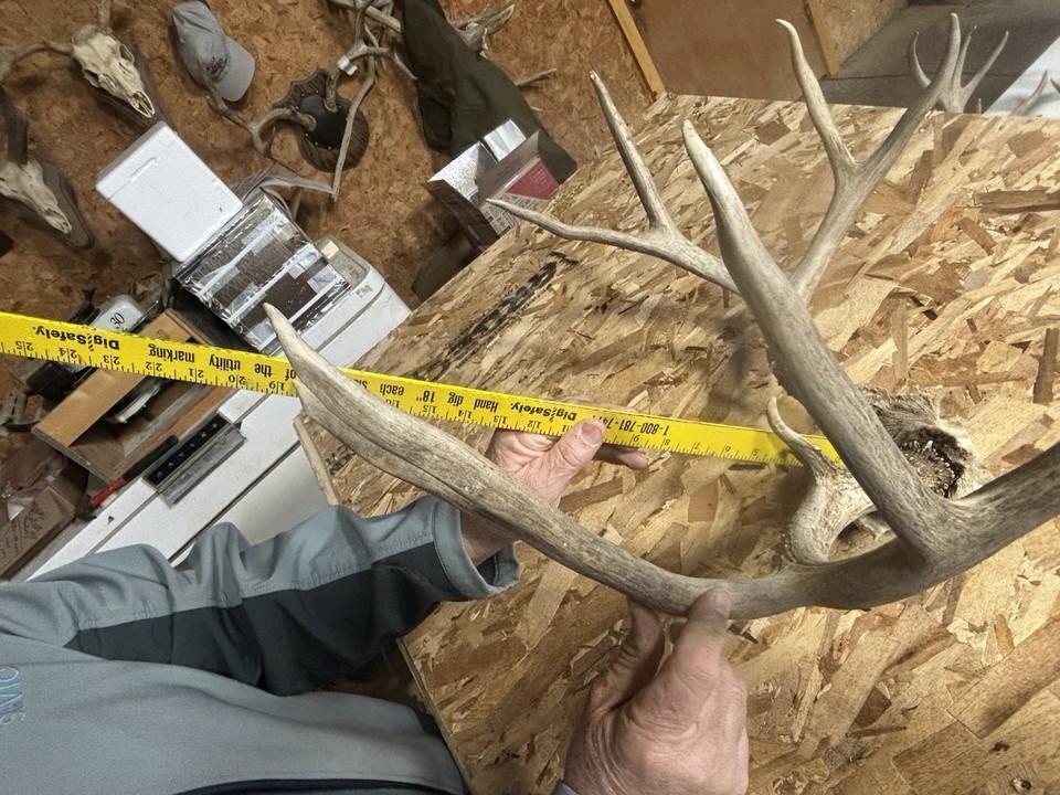 Around 170” MULE DEER RACK skin antlers whitetail sheds taxidermy | eBay