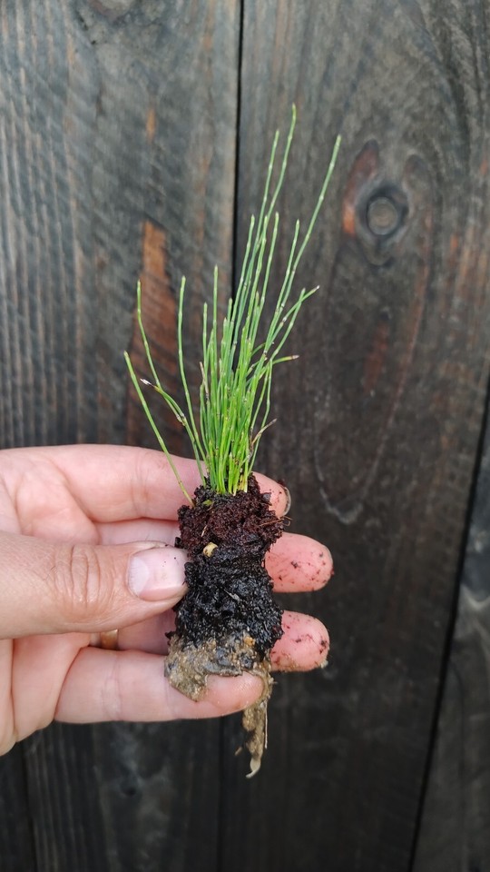 1 x dwarf horsetail equisetum scirpoides Marginal Plant Pond Plant Bog ...