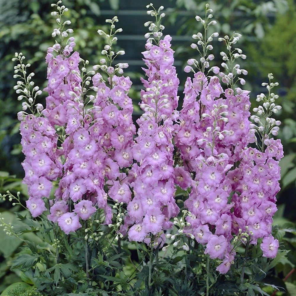 Delphinium Pacific Giant
