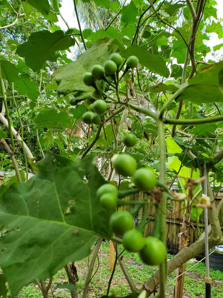 Fresh Zanmoret, Thai Pea Eggplant มะเขือพวง | eBay