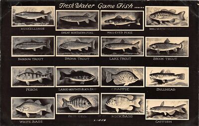 Lake Michigan Fish Species Chart