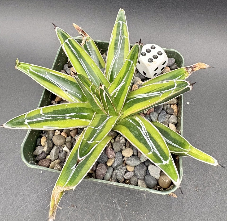 Agave victoriae-reginae ‘Golden Princess’ /Cactus/Copiapoa/Variegated ...