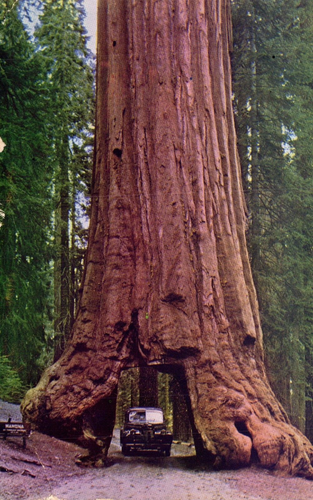 Postcard Wawona big tree famous drive through tree Yosemite Valley ...