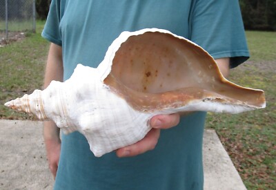 "Official State shell of Florida" 13-1/2" Natural Horse Conch seashell ...