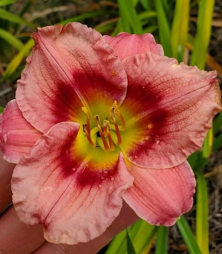 Pink Daylily. 2 Fans. Blooming Size. Lost Tag SALE | eBay