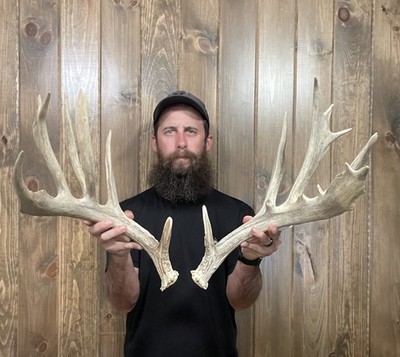 Tall Typical 184” Whitetail Shed 25pt Antler Horn Deer Mount Taxidermy ...