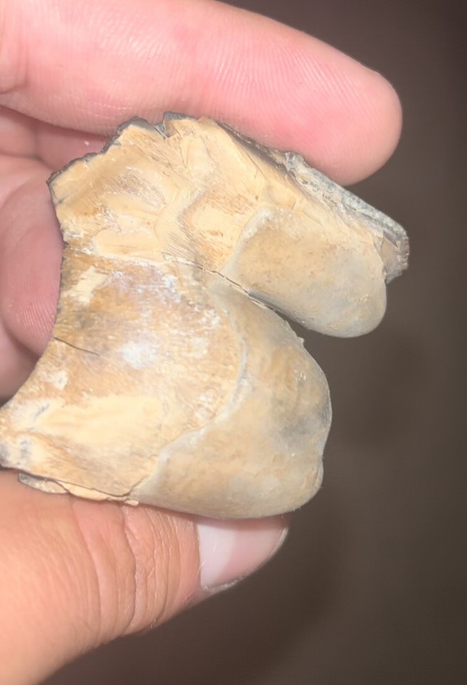 Gomphotherium Tooth Bone Valley Fossil Florida Smilodon RARE *Make ...