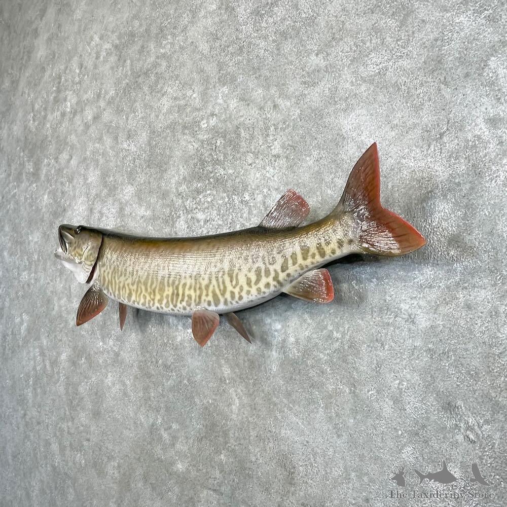 #27673 WC | 51.25" Muskie Reproduction Taxidermy Fish Mount For Sale | eBay
