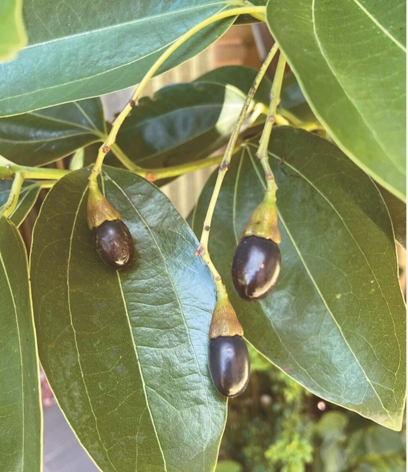 35 Cinnamon Tree Seeds Cinnamomum verum Fast Growing True Ceylon ...