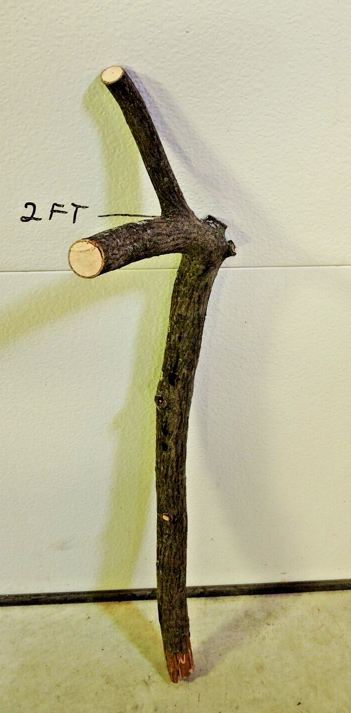 24" Hickory Wood Stick 1 1/4"D Angled Crotch Handle Forked Walking ...