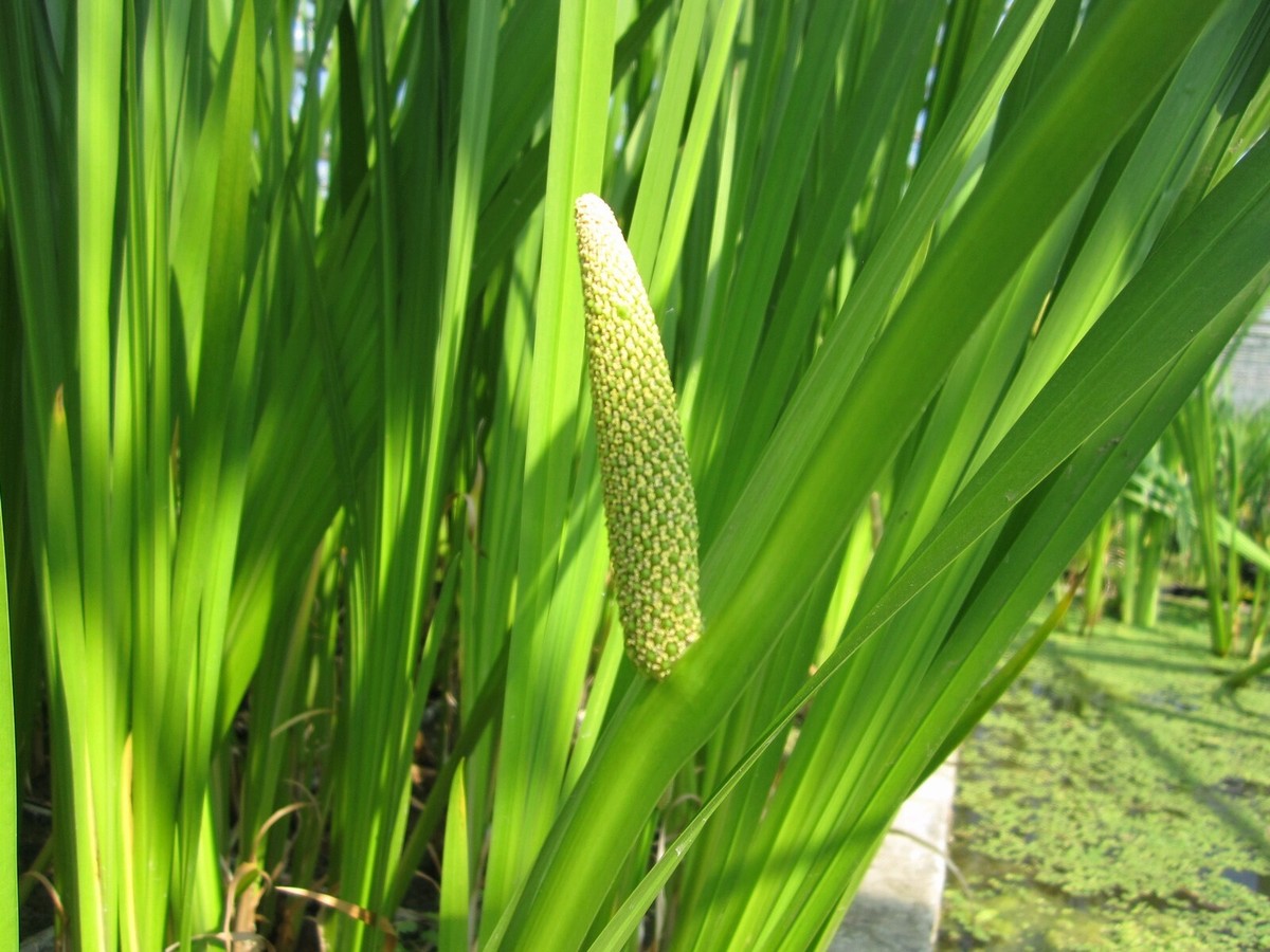 Acorus Calamus