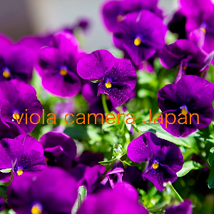 viola camera japan | eBay Stores