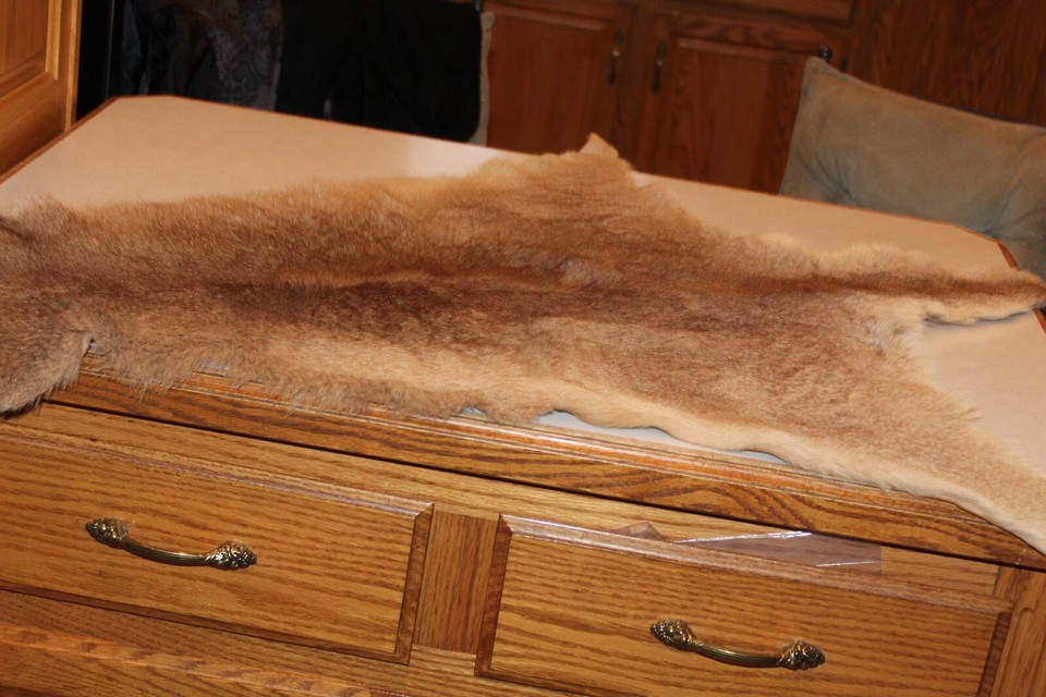 Australian Kangaroo Wallaby Rug Mount Tanned Leather Taxidermy Fur Hide ...