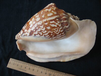 LARGE! Genuine .Very beautiful seashell, in excellent condition | eBay