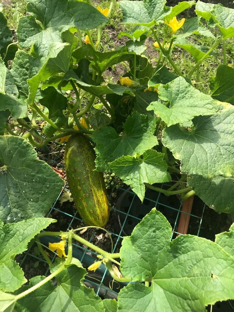 Pakistani /Indian kheera (Cucumber )Home grown 20 Seeds | eBay UK