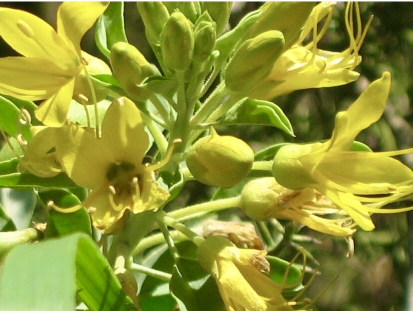 Bladderpod Spider Flower, Burro-fat, Cleomella Arborea - 30 seeds 2025 ...