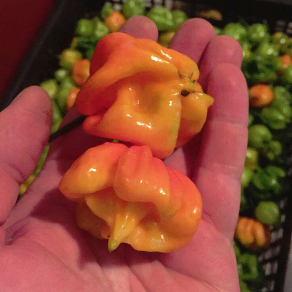 Scotch Bonnet Pepper Super Hot Spicy Nai Miris Endemic Dried Fresh ...