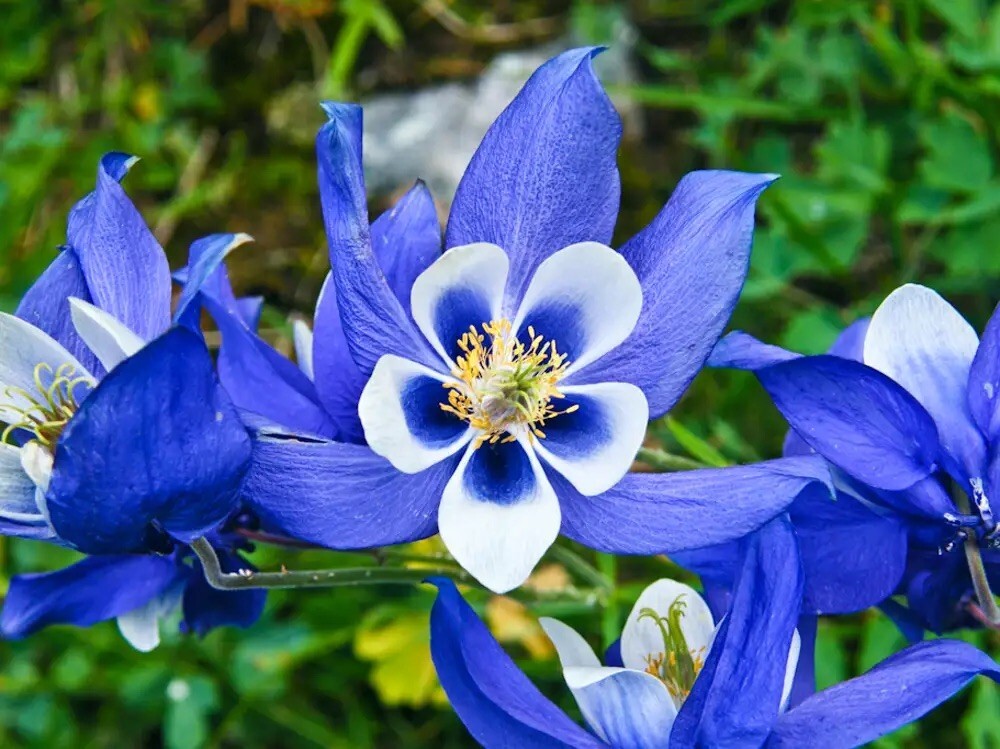 Blue Columbine Flowers