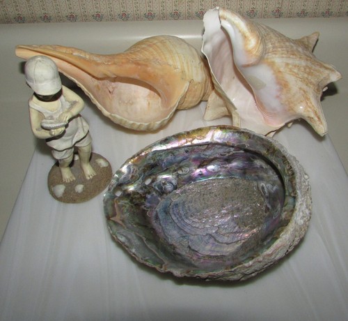 Large Conch Shells-Abalone Clam Shell & Boy Picking Shells Nautical ...