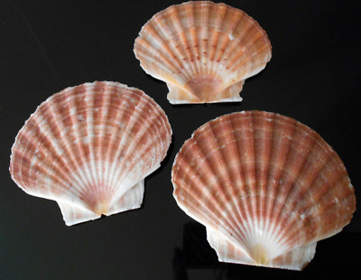 12 Large Irish Flat Scallops Shells Seashells 4"+ Crafts Beach Cottage Decor | eBay