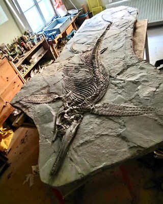LARGE! ICHTHYOSAUR DINOSAUR FOSSIL ICHTHYOSAURUS MARINE REPTILE WALL ...