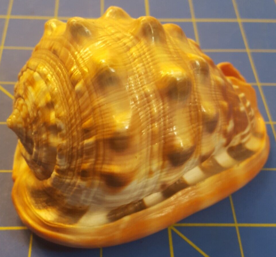 HORNED HELMET BULL MOUTH CONCH TIGER STRIPED SHELL SEASHELL | eBay