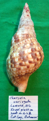 Charonia variegata #K1244 Bahamas 139mm | eBay