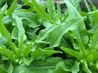200+Seeds Chinese leaf lettuce Sword pointed lettuce A Choy Yu Mai Tsai ...