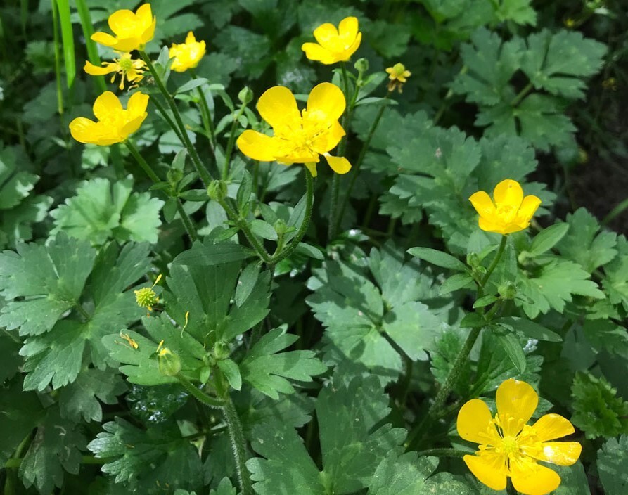 Creeping Buttercup - Ranunculus Repens Perennial Bare Root Package Of ...