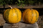 Styrian Hulless Pumpkin Seeds for Planting: Non-GMO Seed Packet or Bulk ...