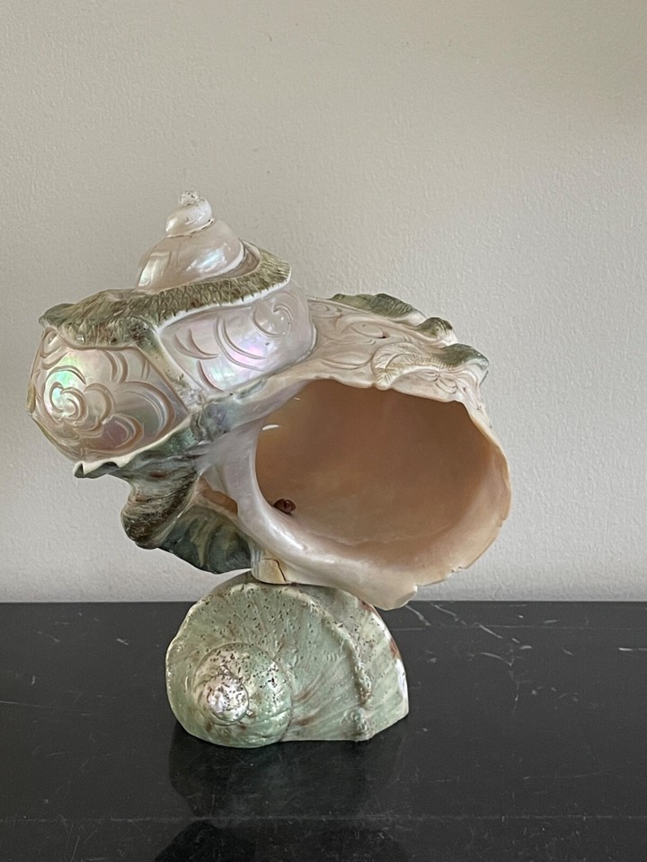 Antique Turbo Marmoratus Green Turban Carved Dragon Phoenix Sea Shell ...