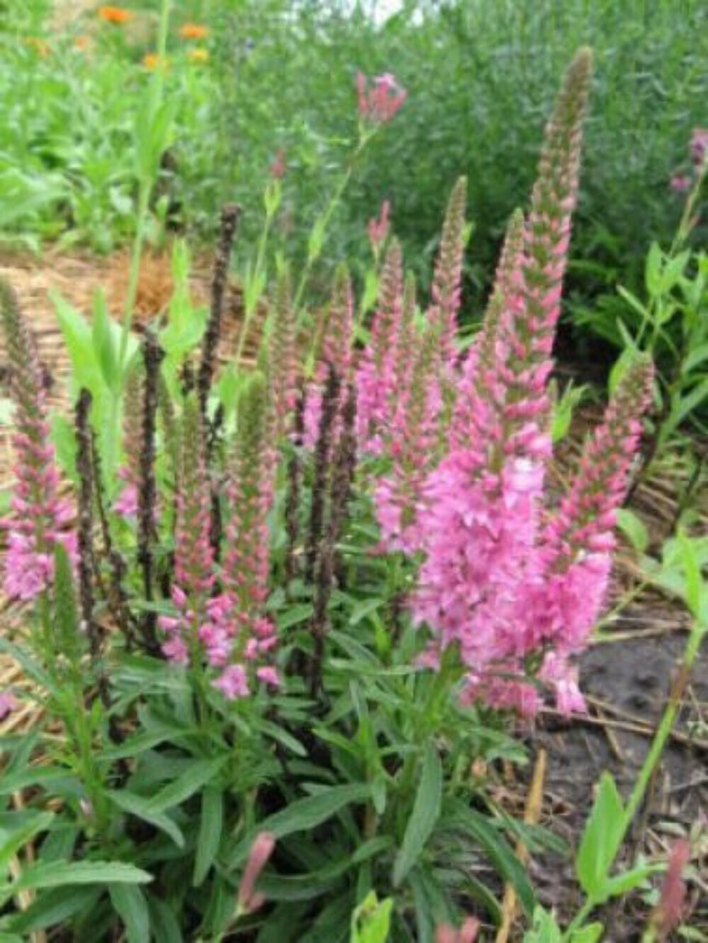 50 Mixed Colors VERONICA SIGHTSEEING MIXTURE (Spike Speedwell) Veronica ...