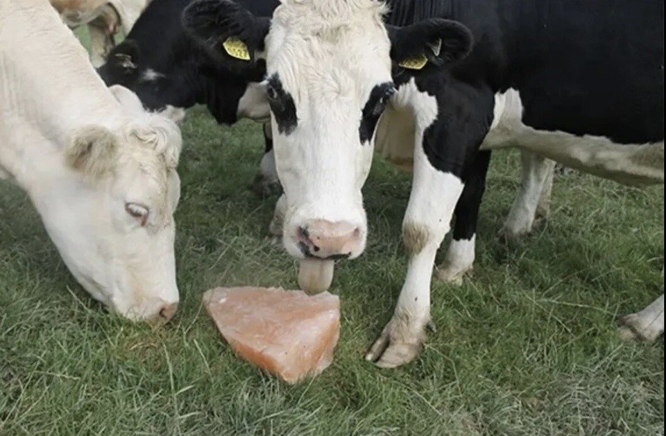 Himalayan Lump Rock Salt 500Kg - UFAS | Horse , Cattle , Cows | eBay UK
