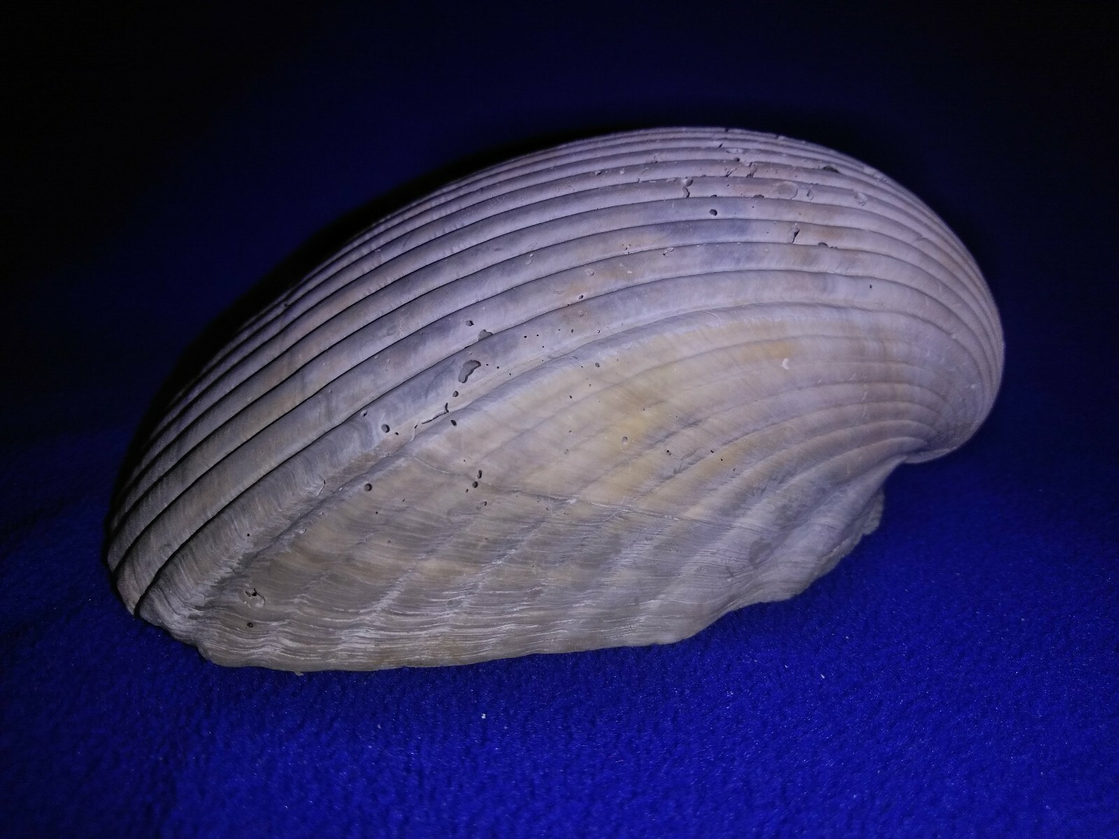 CK04 Atlantic Giant Cockle Sea Shell Dinocardium Robustum Cardiidae ...