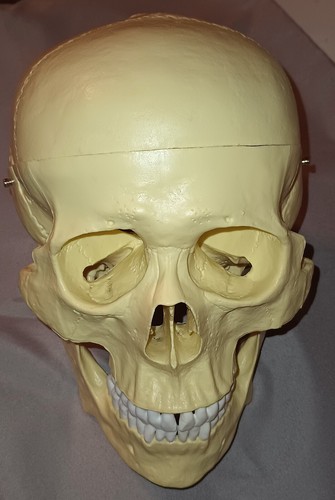 Vtg Medical Dental Education Anatomical Faux Human Skull w Detached Jaw ...