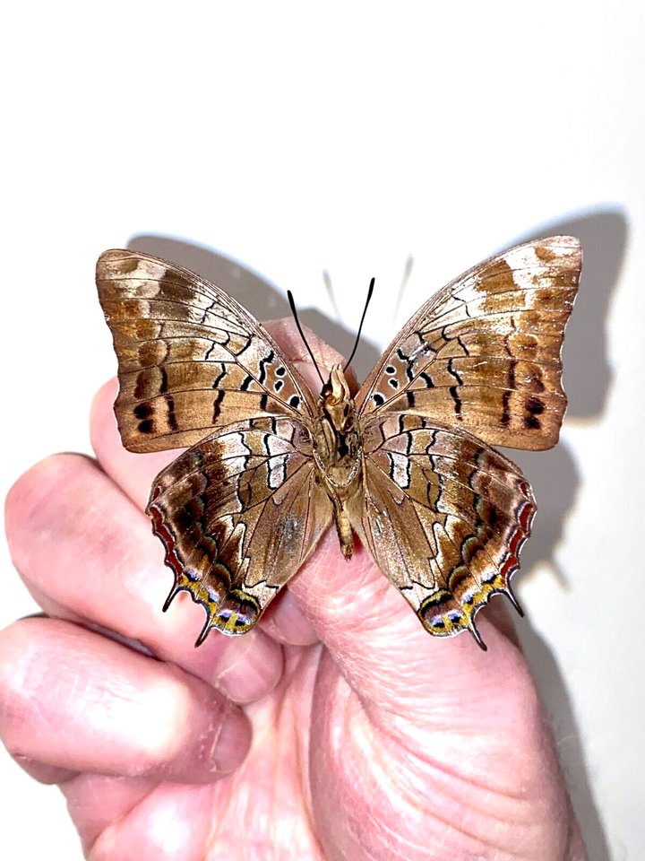 Insect Butterfly Nymphalidae Charaxes mafuga-Rare Male No. 1! | eBay
