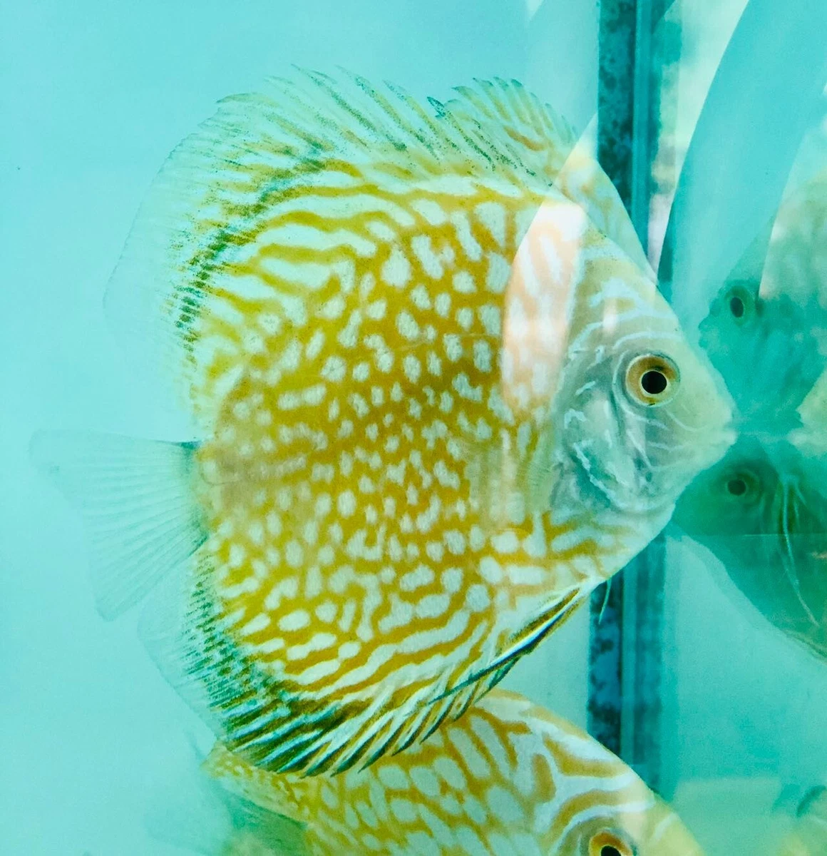 Yellow Freshwater Tropical Fish