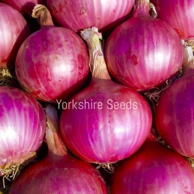 Onion Red Brunswick - 700x seeds - Vegetable | eBay