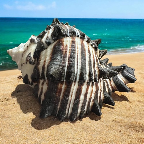 Large Conch Seashell Black White Spiky Rare Big Decorative Sea Shell ...