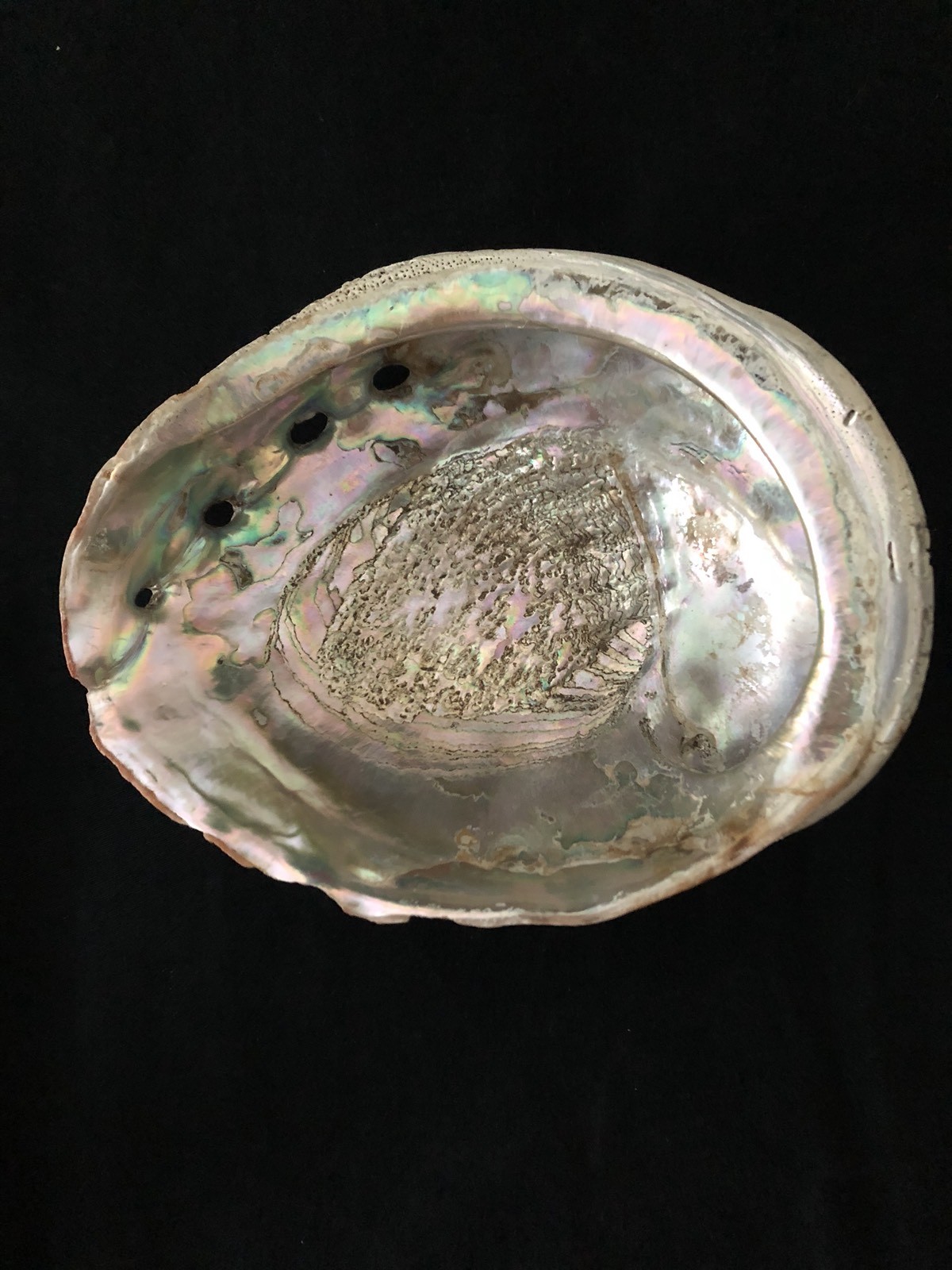 Abalone Natural Sea Shell 8 1/4"x6 1/2"x3" Large Home Decor Fish Tank ...