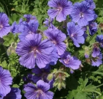 6 X Hardy Geranium x magnificum 'Blue Blood' Perennial, Bare Root ...