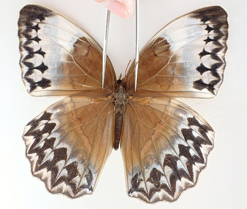 S5256. Insects, butterflies: Stichophthalma uemurai. South Vietnam | eBay