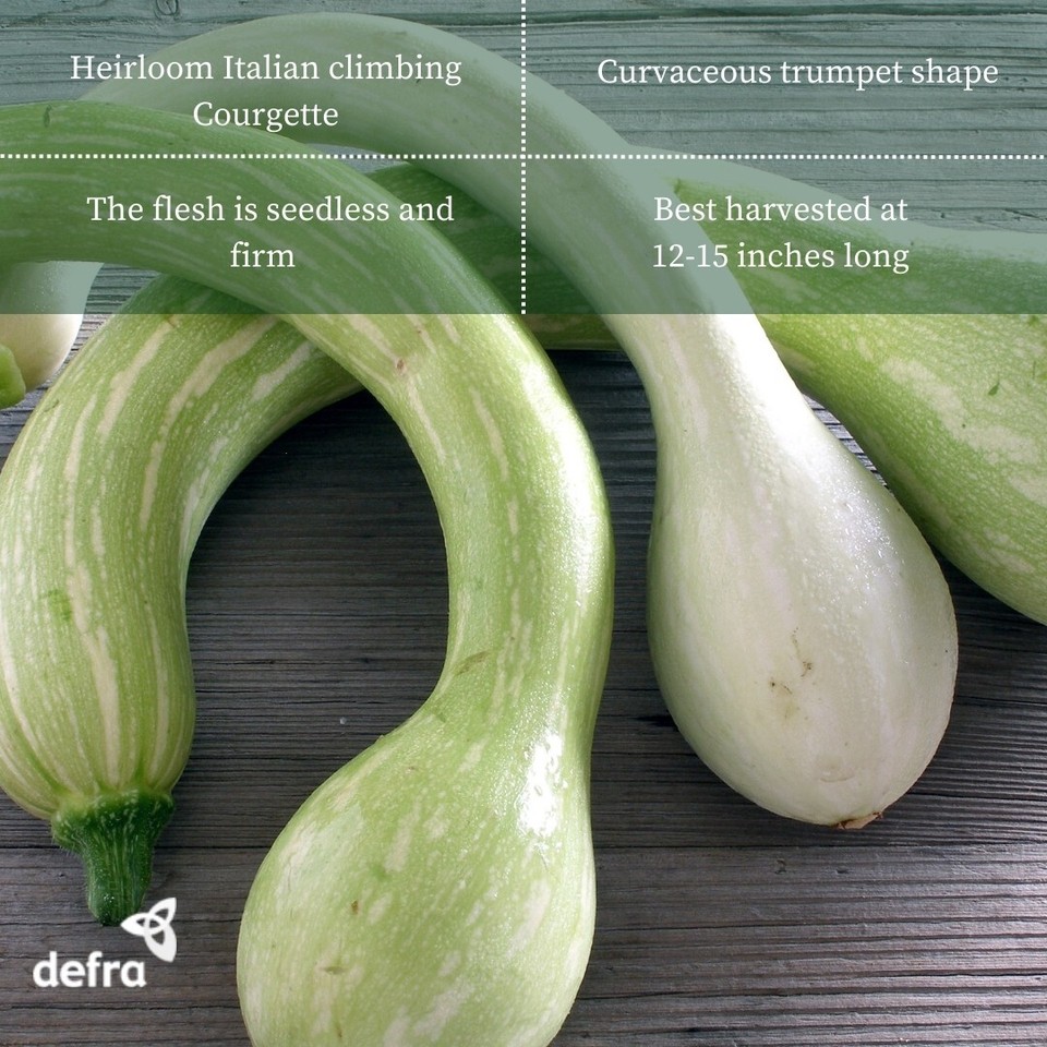 CLIMBING ITALIAN SQUASH / COURGETTE - TROMBETTA D'ALBENGA - 25 Seeds ...