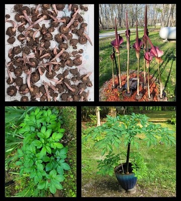 Amorphophallus Konjac Bulbs/ Corm AKA VooDoo Lily-Devil's Tongue-Stink ...